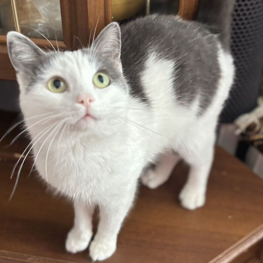 Котенок