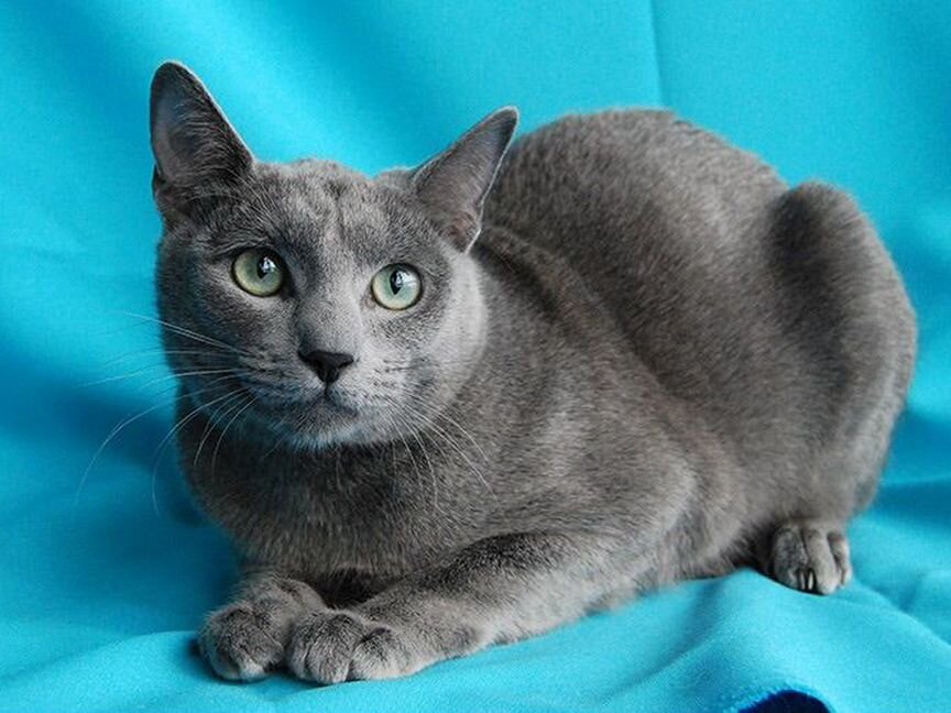 Русская голубая