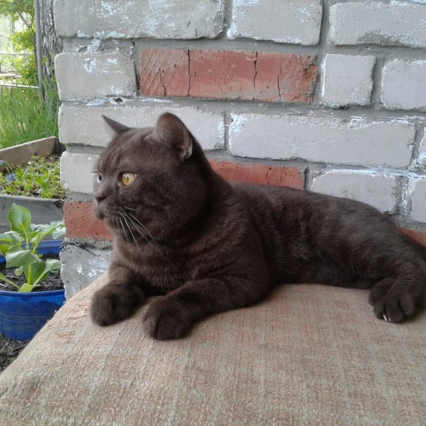Кот шотландец 10лет стал ненужным