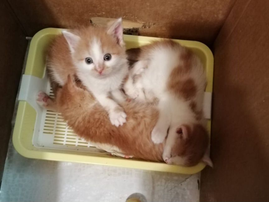Котята рыжие мальчишки