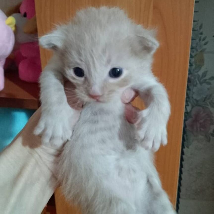 Бронь на котят, мальчики 2.5 недели