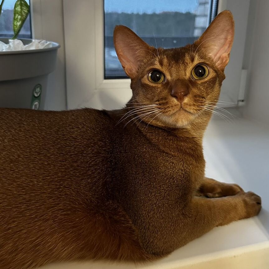 Абиссинский кот, взрослый