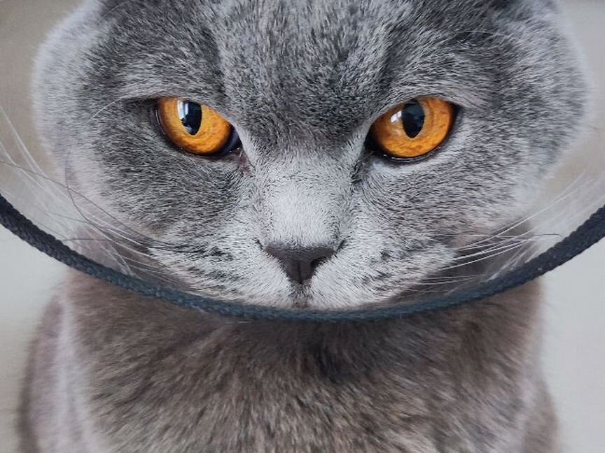 Ветеринарный воротник