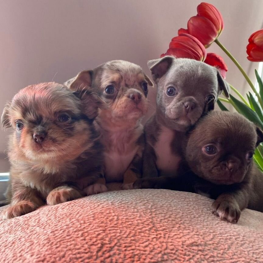 Чихуахуа, щенок