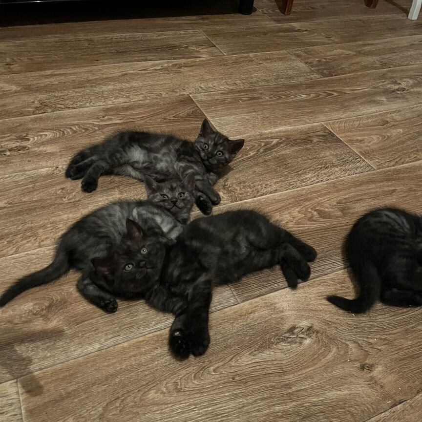 Котята Шотландцы плюшевые