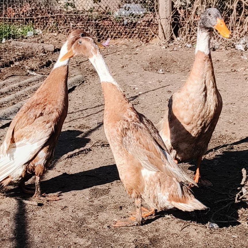 Утки бегунки