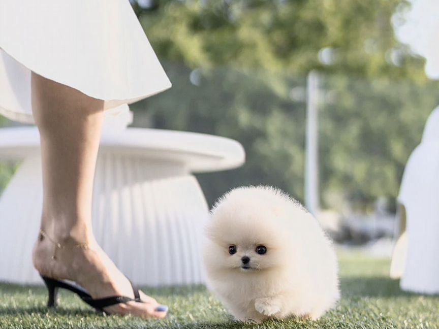 Микро мишка шпиц уникальность в размере