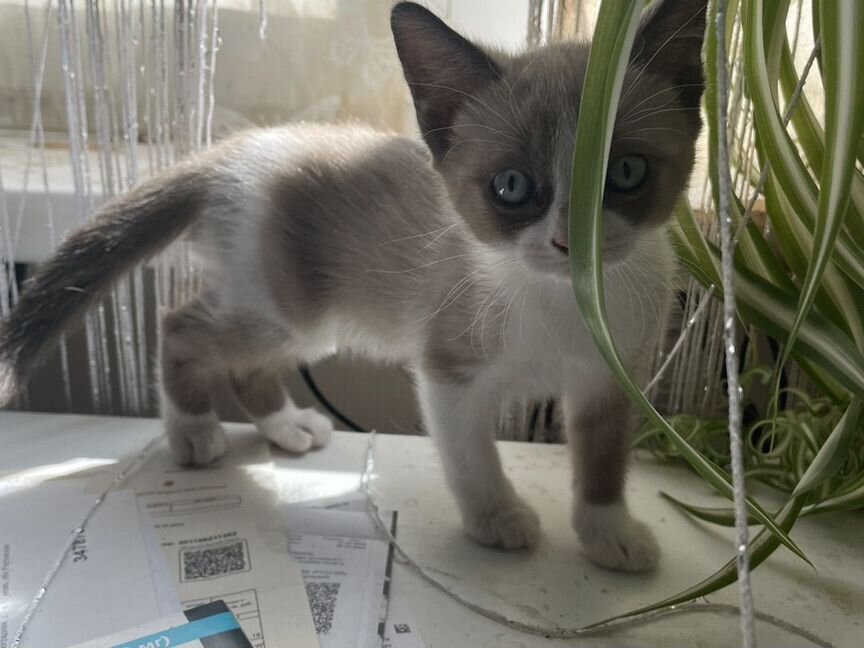Кошка
