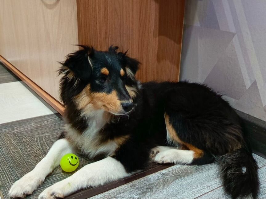 Щенок шелти