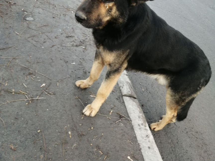 Собака в добрые руки