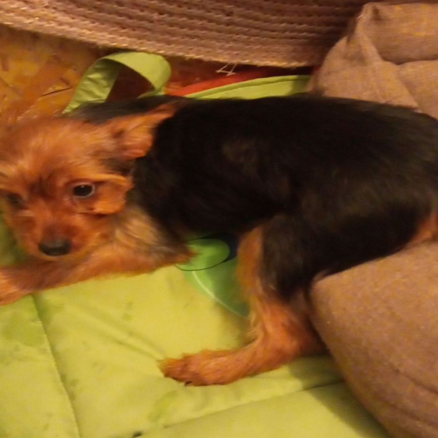 Йоркширский терьер кобель