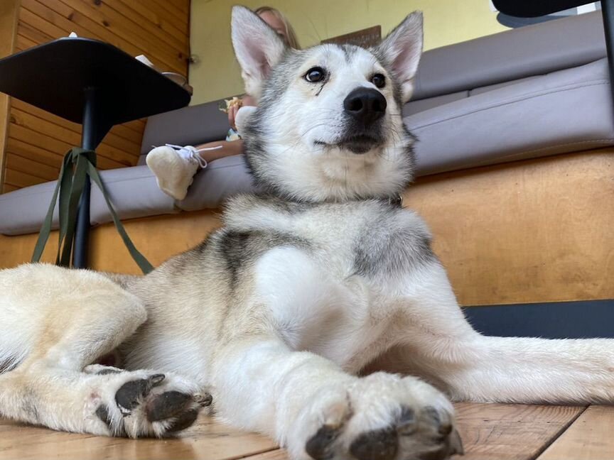 Миниатюрная лайка в добрые руки