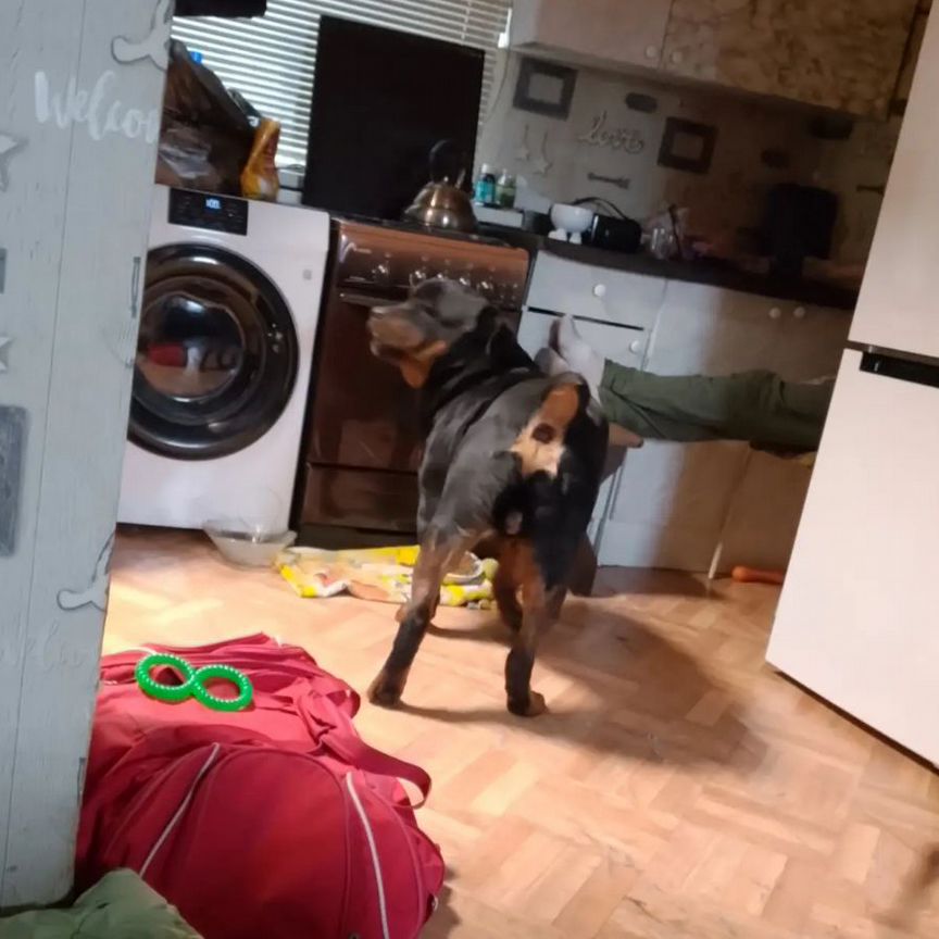 Ротвейлер, взрослый пёс