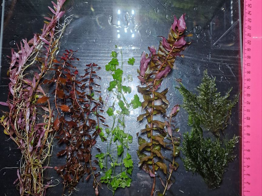 Аквариумные растения