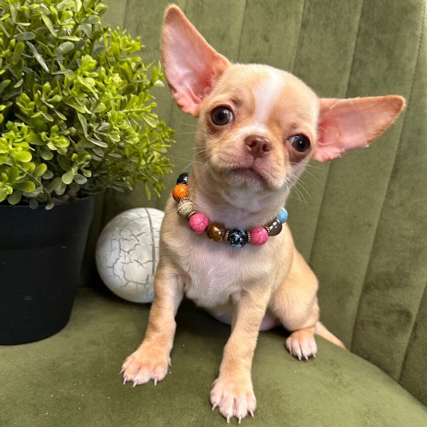 Милая малышка Чихуахуа