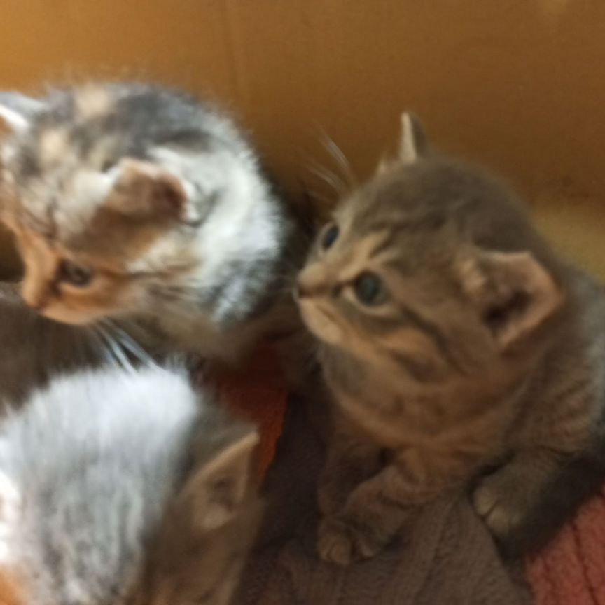 Отдам котят в добрые руки