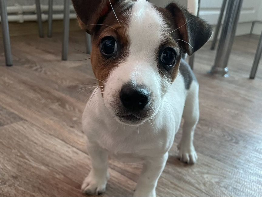 Щенки Джек Рассел терьер девочка