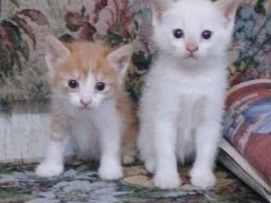 Котята в добрые руки