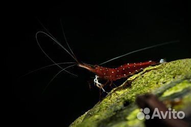 Креветки сулавеси