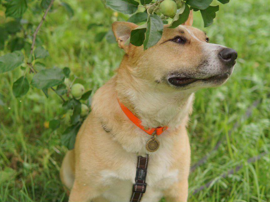 Собака в дар