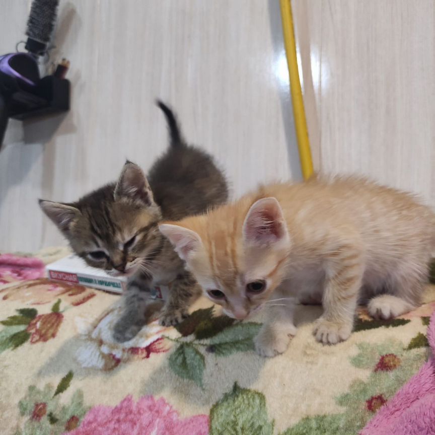 Кошка