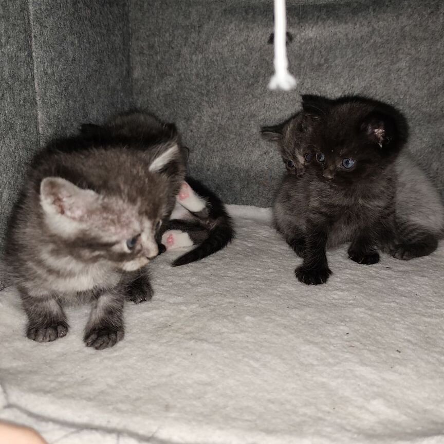 Котёнок от частного владельца