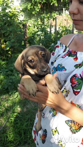 Щенок в добрые руки