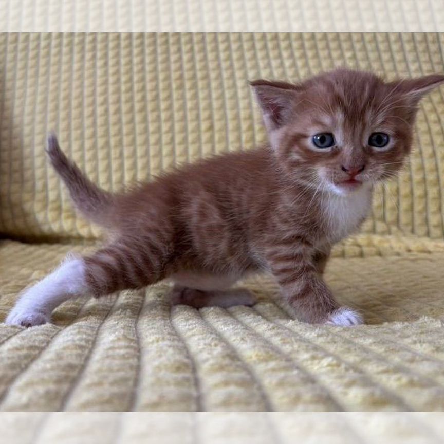 Котёнок в добрые руки