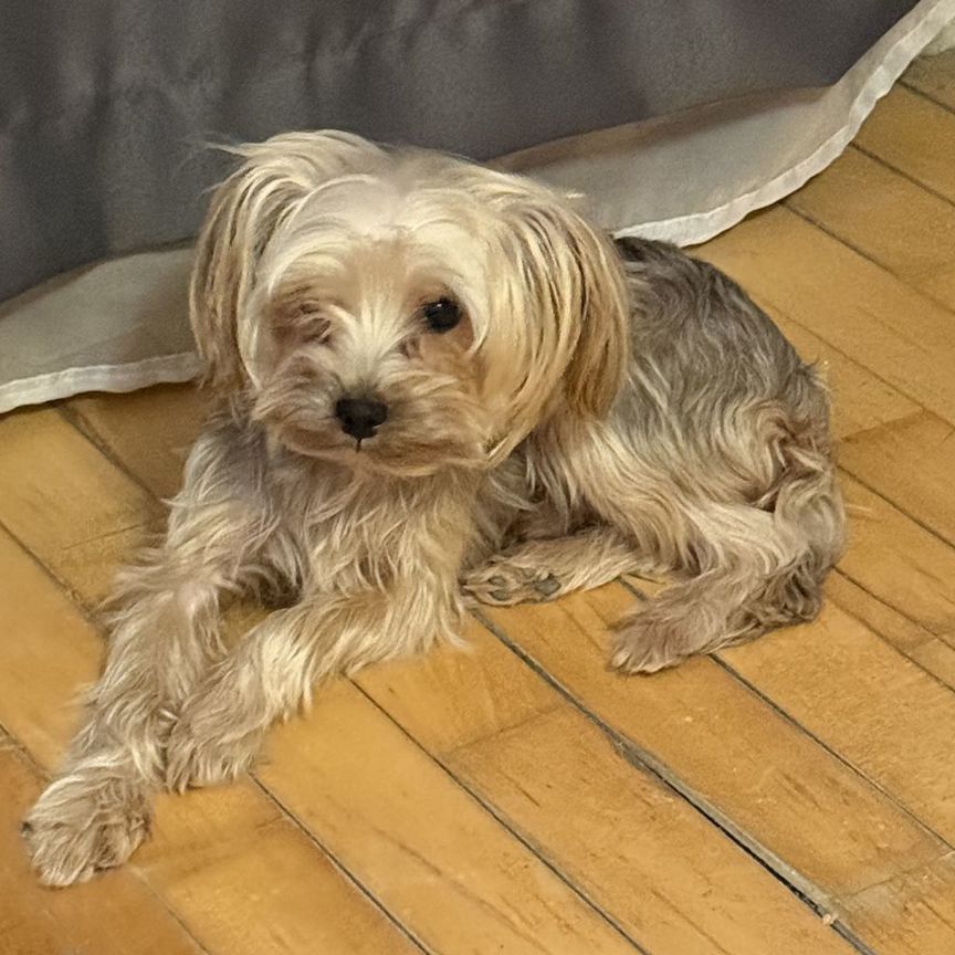 Йоркширский терьер, взрослый пёс