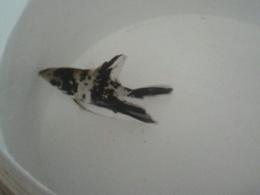 Отдам рыбку скалярку