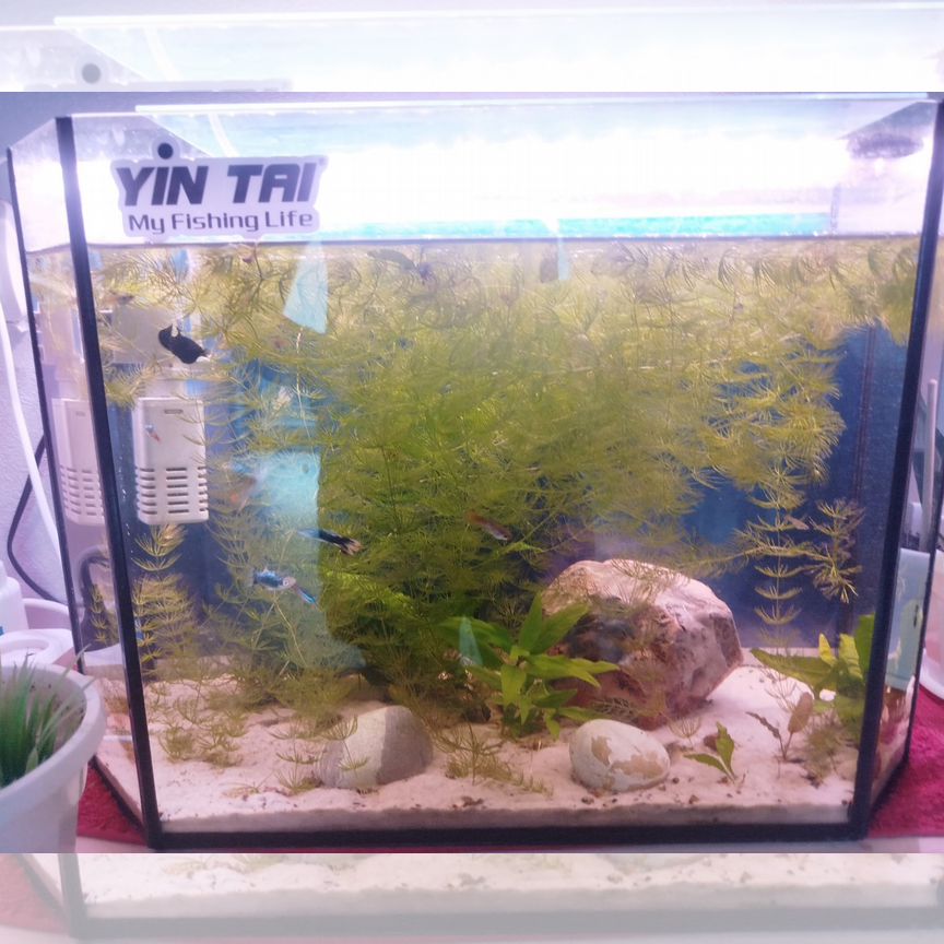 Водоросли