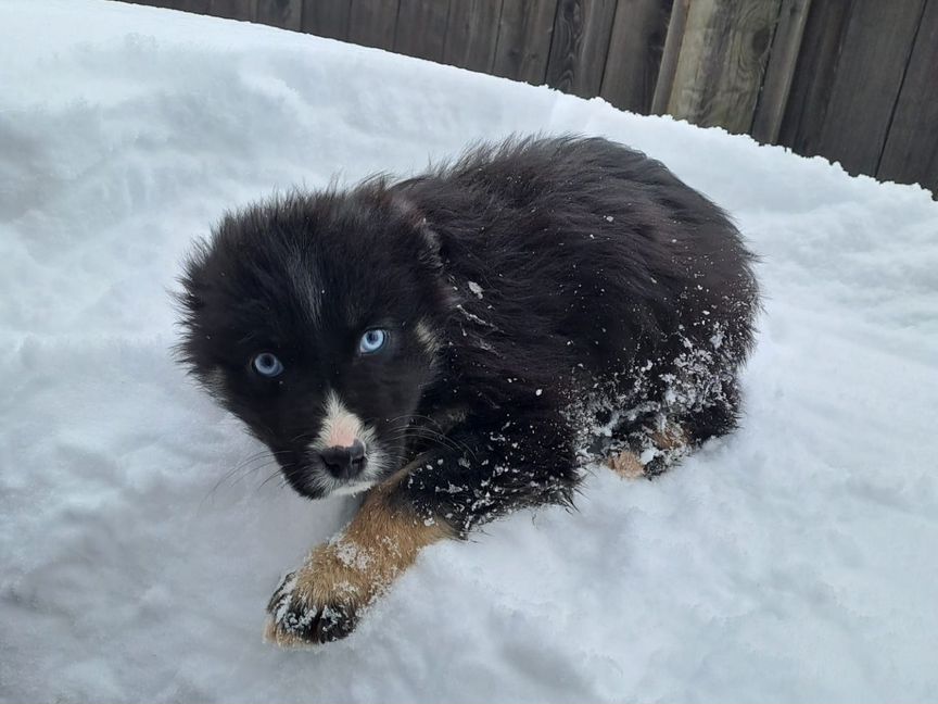 Щенки метисы хаски в дар