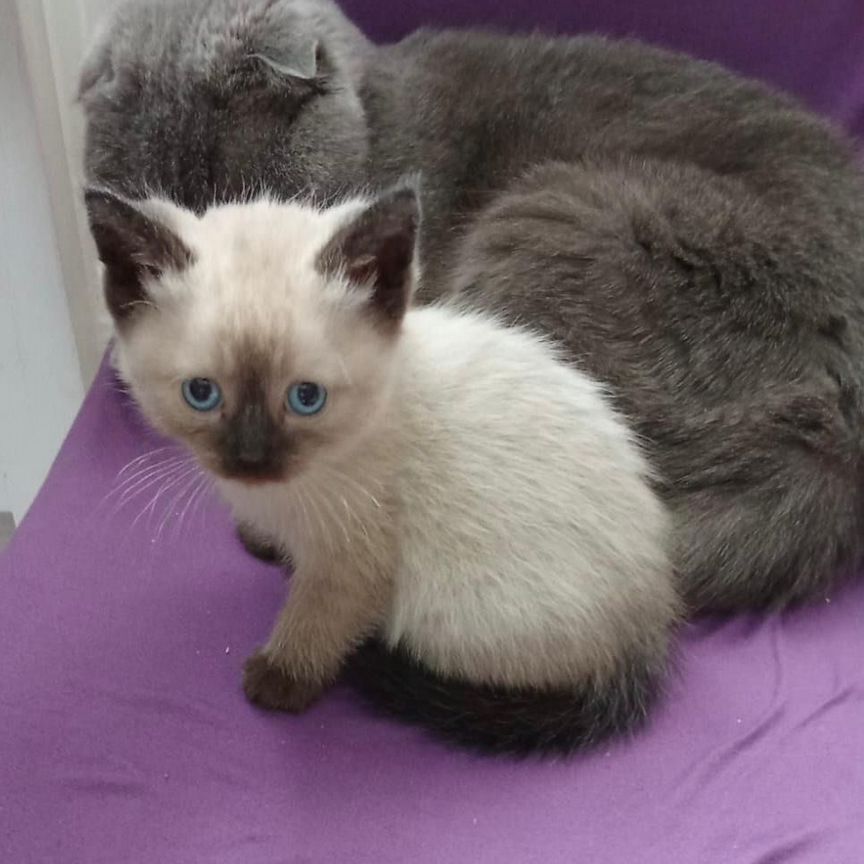 Котята