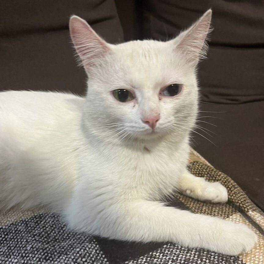Отдам котика в добрые руки
