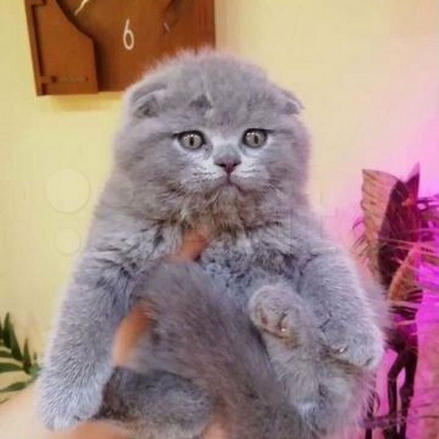 Шотландские котята