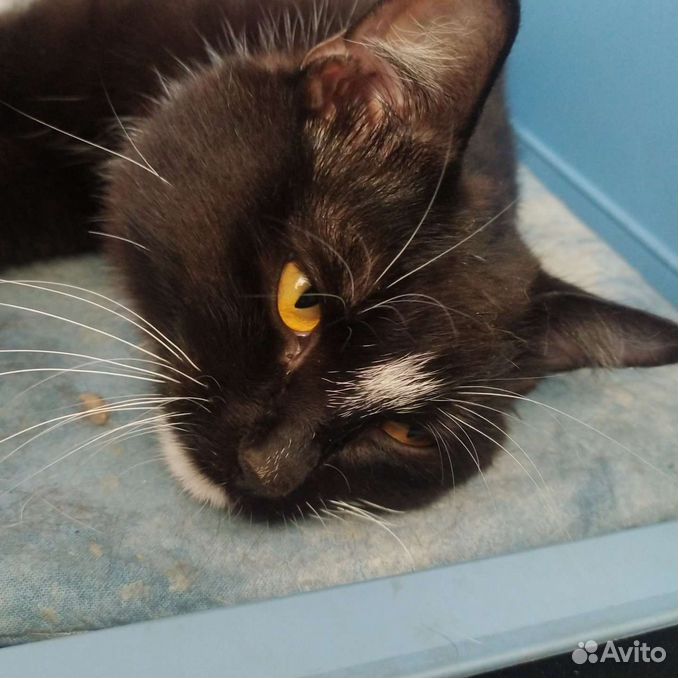 Кошка Рокси в дар,порода мэнкс, 1 год