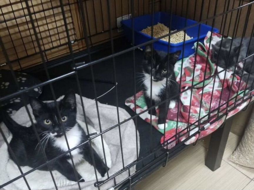 Котенок маркиз в добрые руки