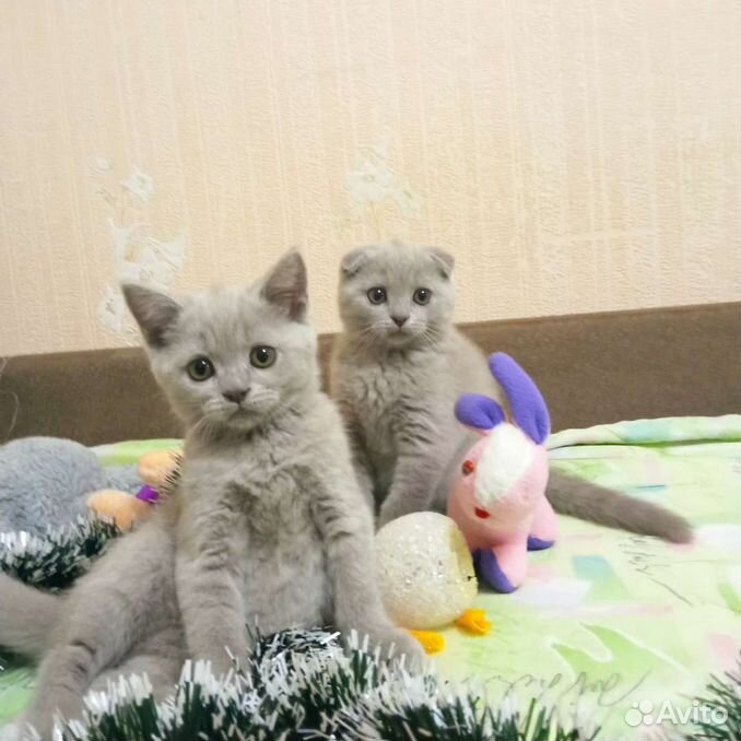 Две малышки