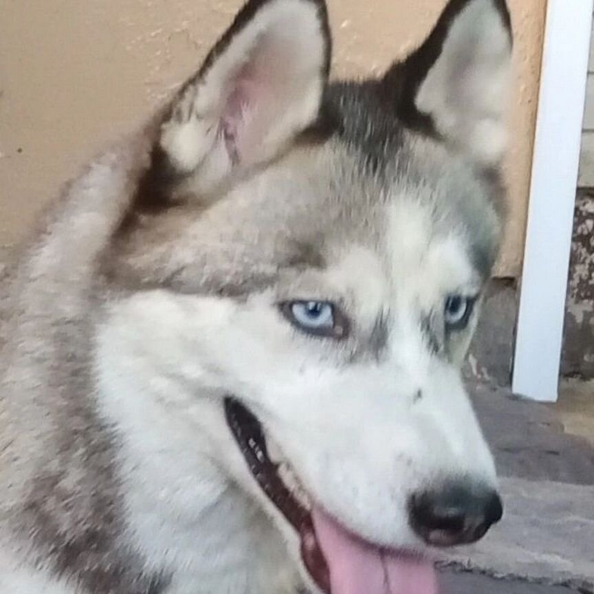 Сибирская Хаски с док РКФ