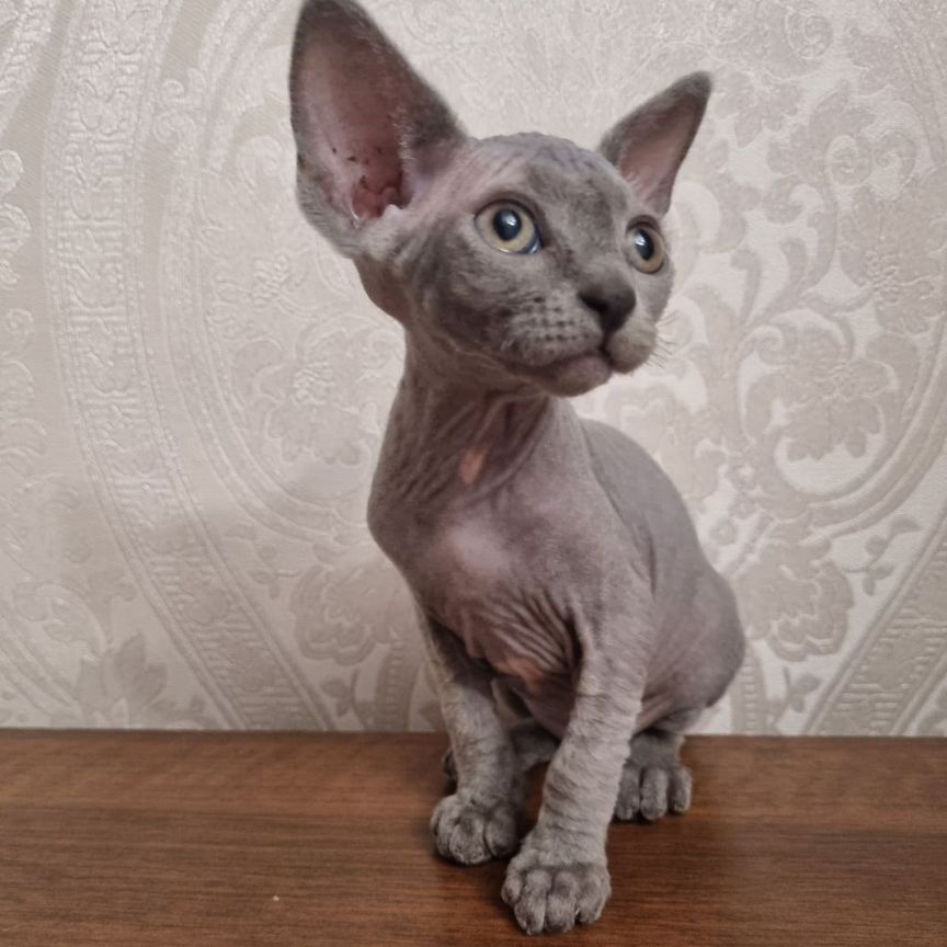 Канадский сфинкс котёнок