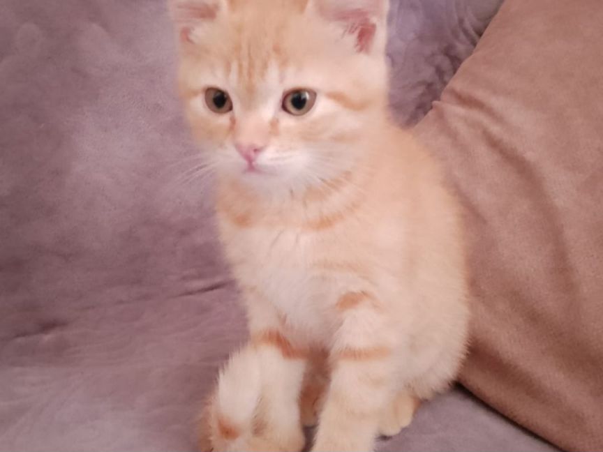 Котик