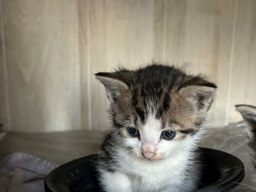 Красивые котята в добрые руки бесплатно