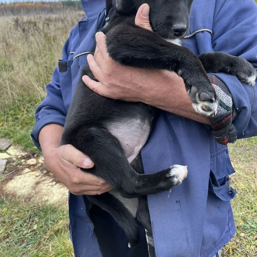 Кутенка в добрые руки