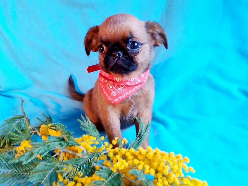 Пти-брабансон рыжая девочка с доставкой