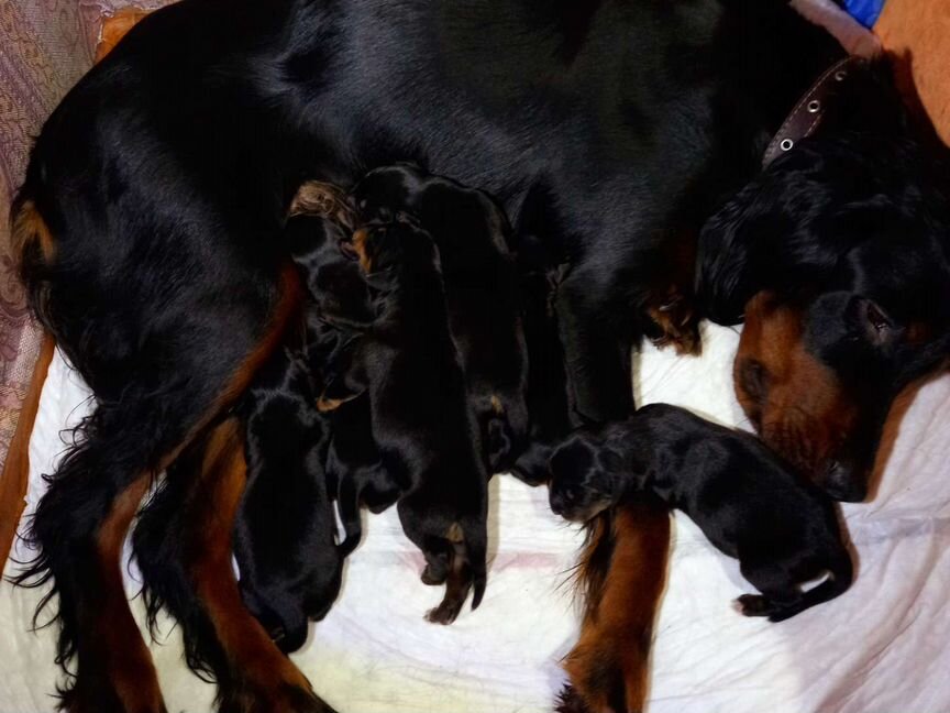 Шотландский сеттер