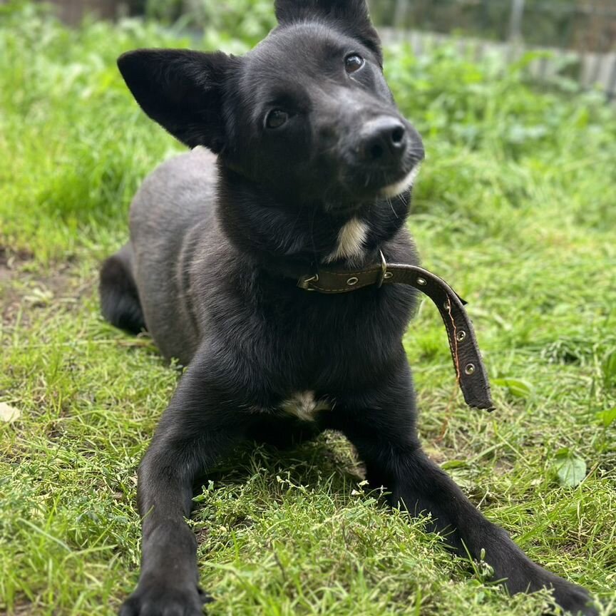 Щенок 11 месяцев в добрые руки бесплатно загород