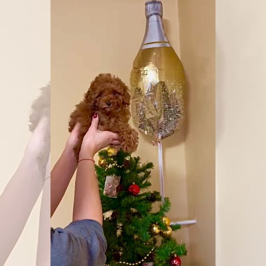 Мальтипу, щенок