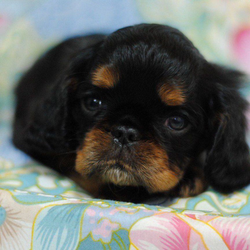 Кинг Чарльз Спаниель