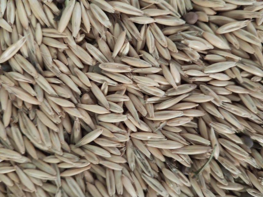 Овес оптом от производителя с доставкой по РФ