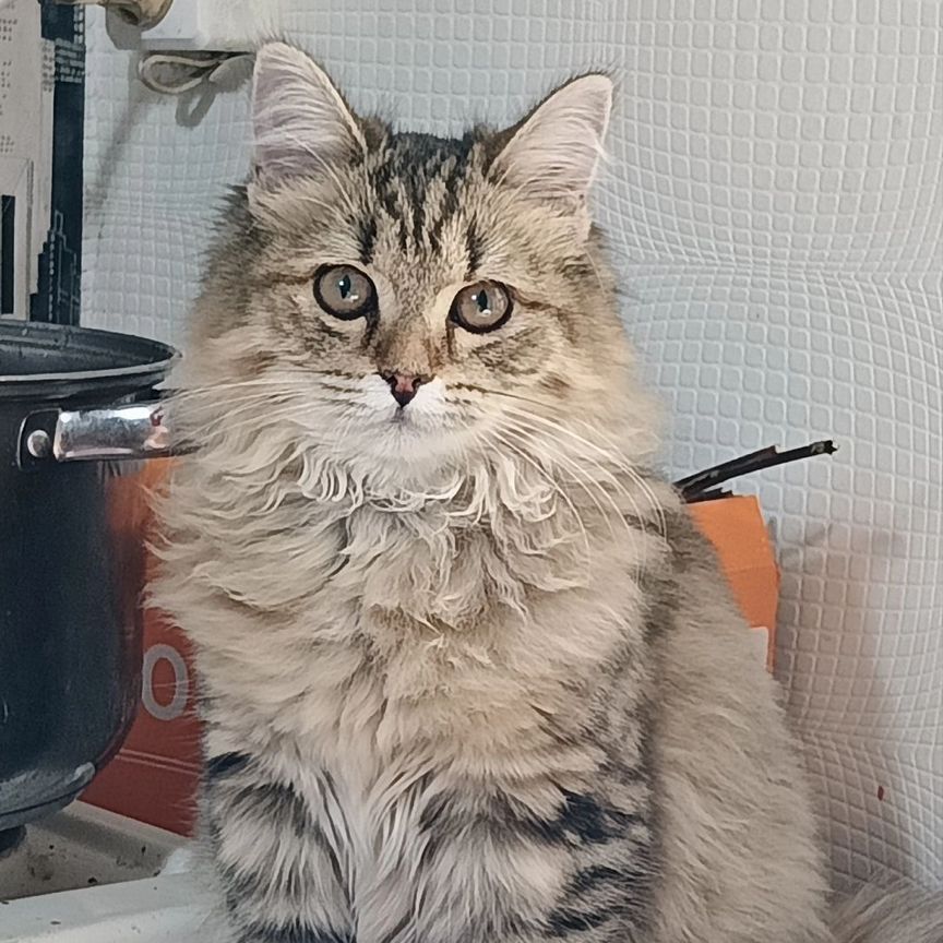 Сибирская кошечка